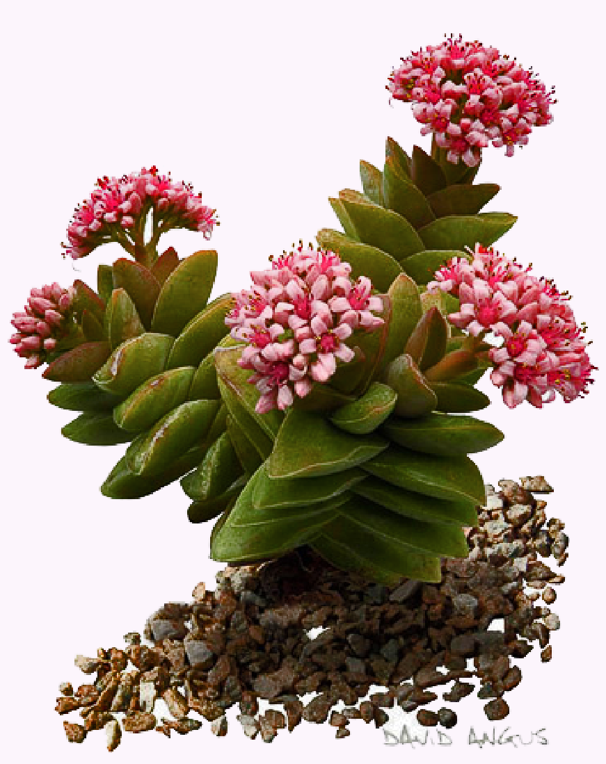 Introduction - Botanica